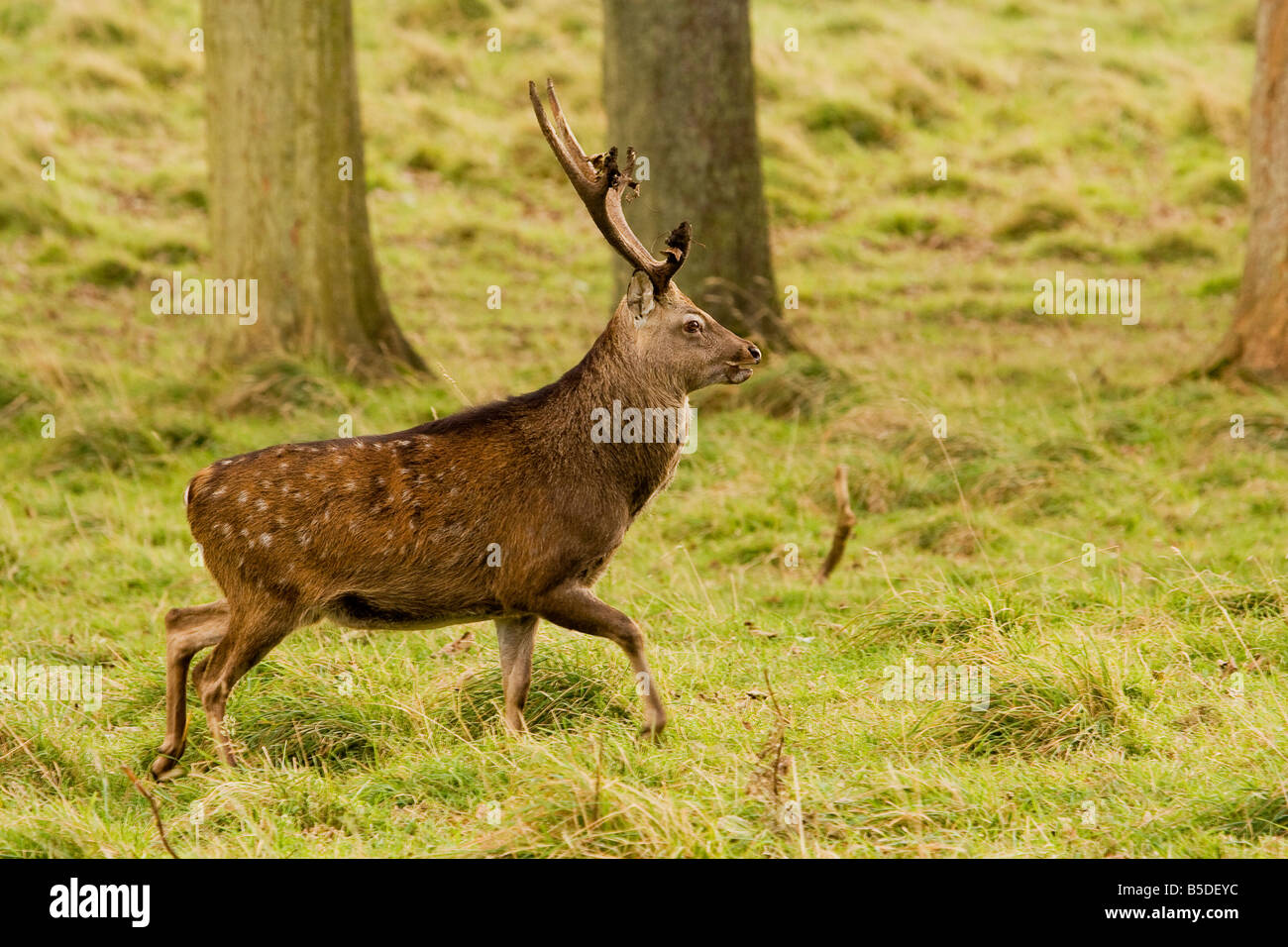 SIKA DEER STAG Stock Photo - Alamy