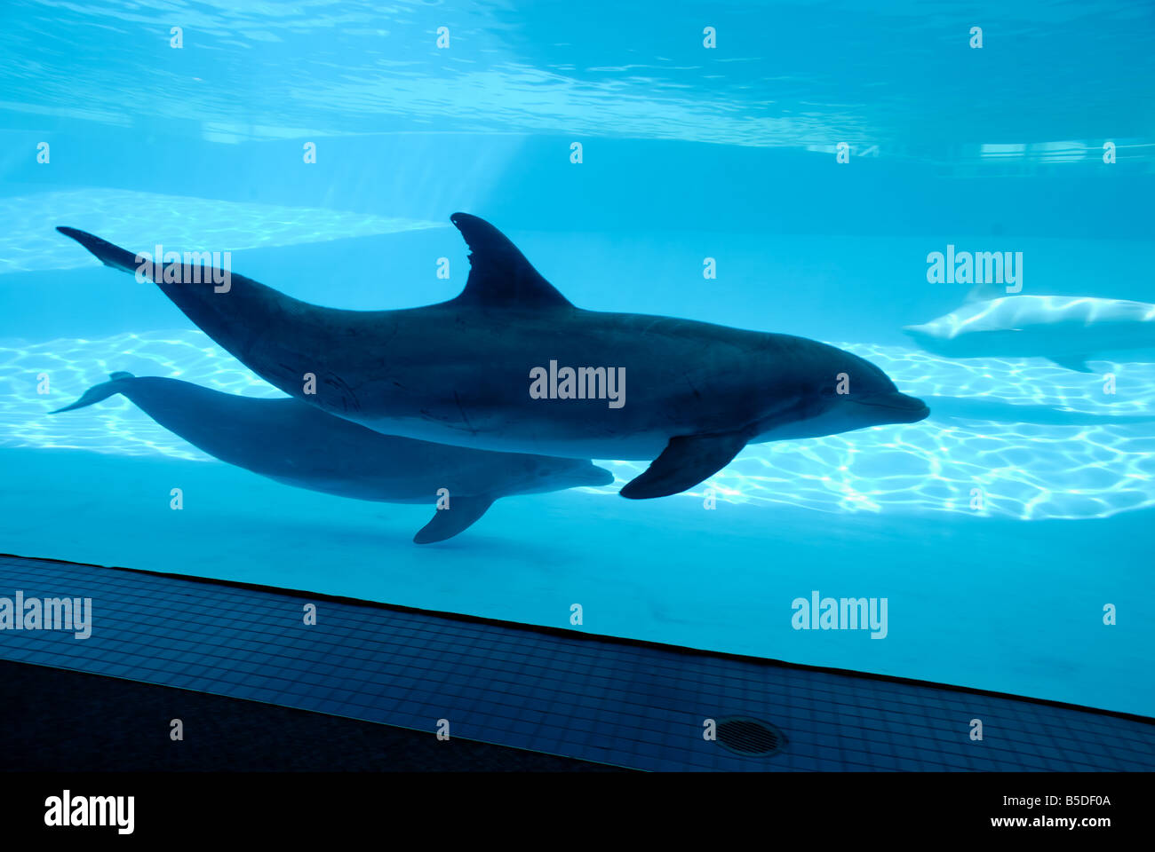 Dolphin show in zoo aquarium hi-res stock photography and images - Alamy