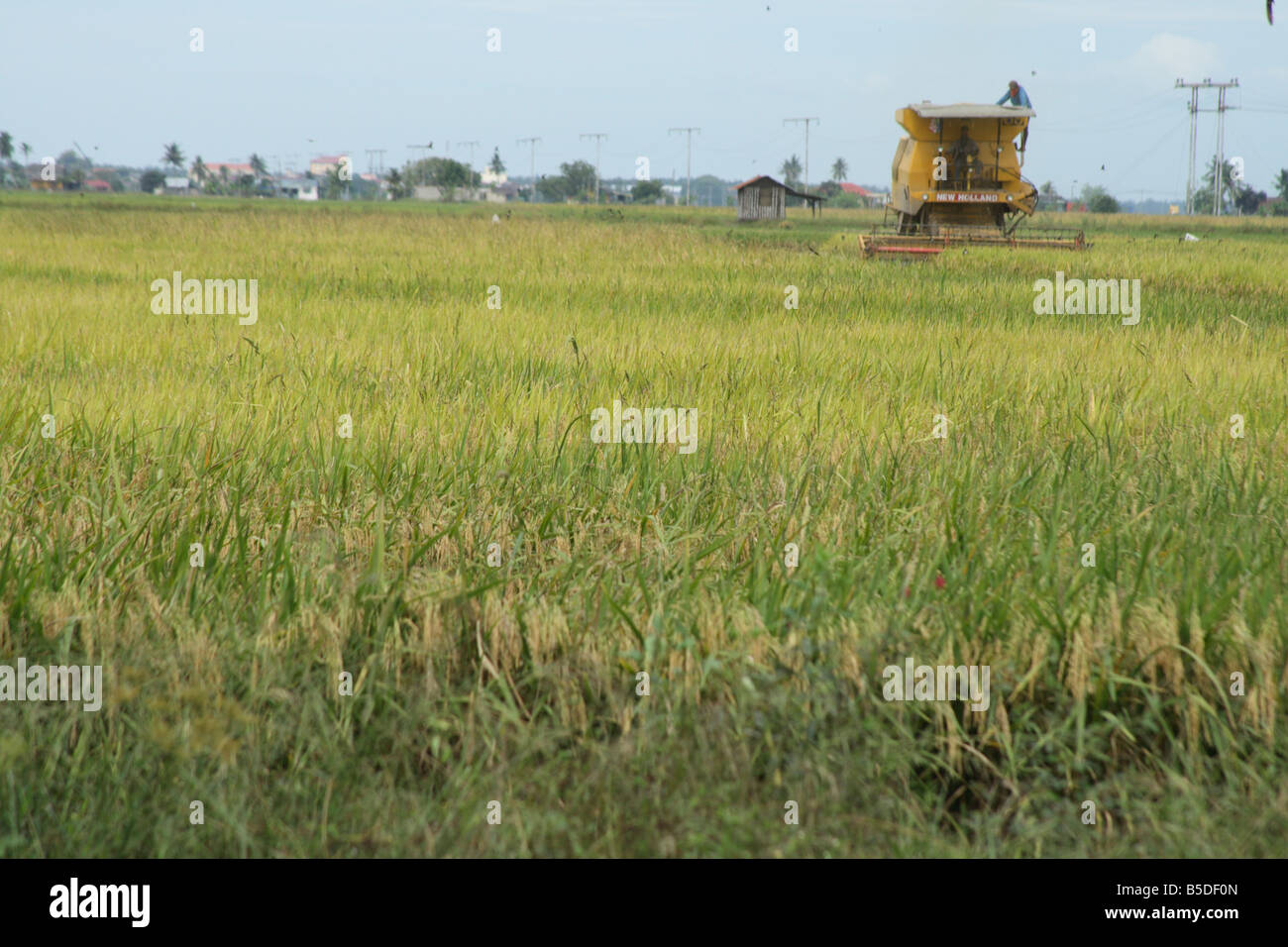 Malaysia rice field hi-res stock photography and images - Alamy