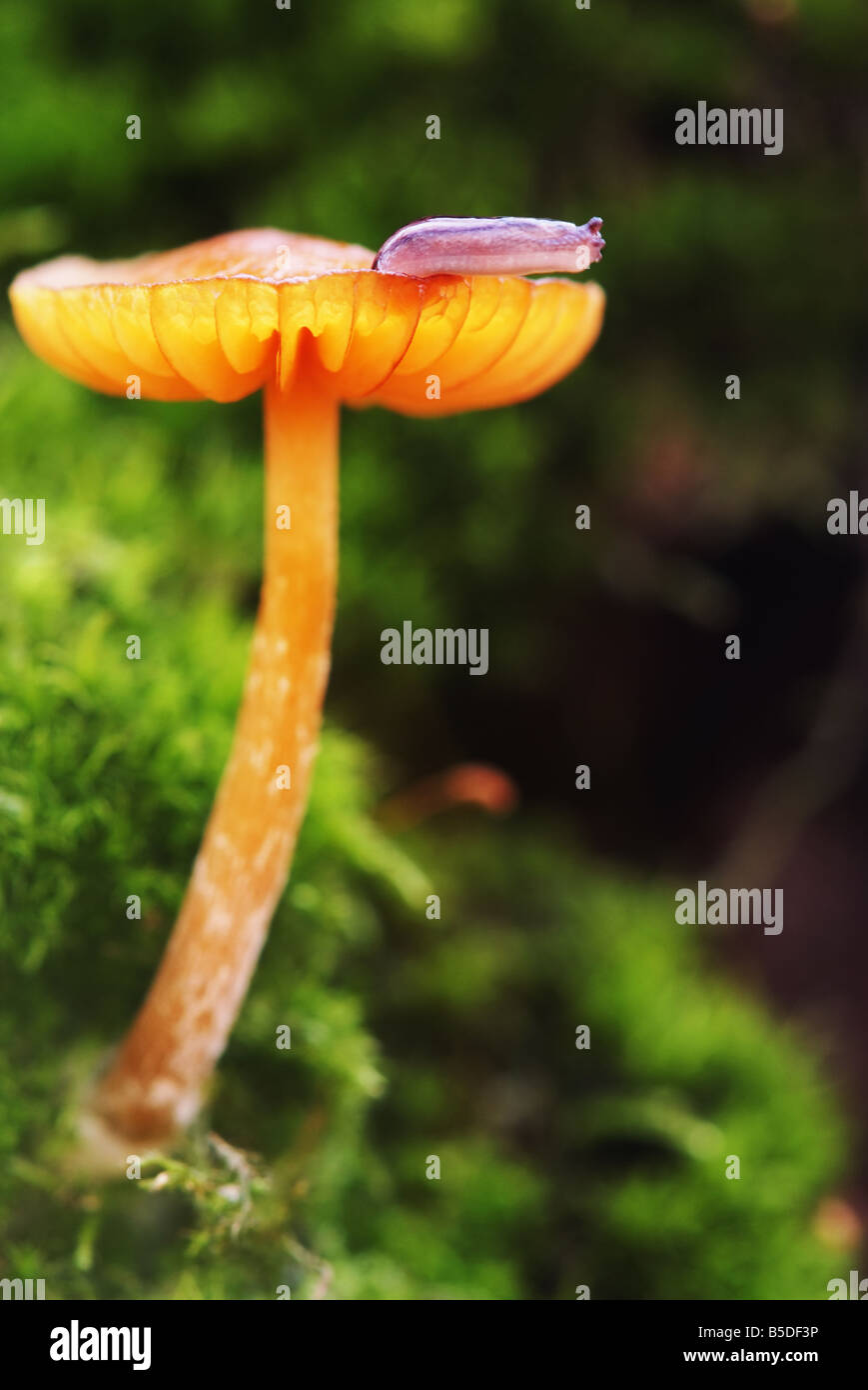 Slug mushrooms hi-res stock photography and images - Alamy