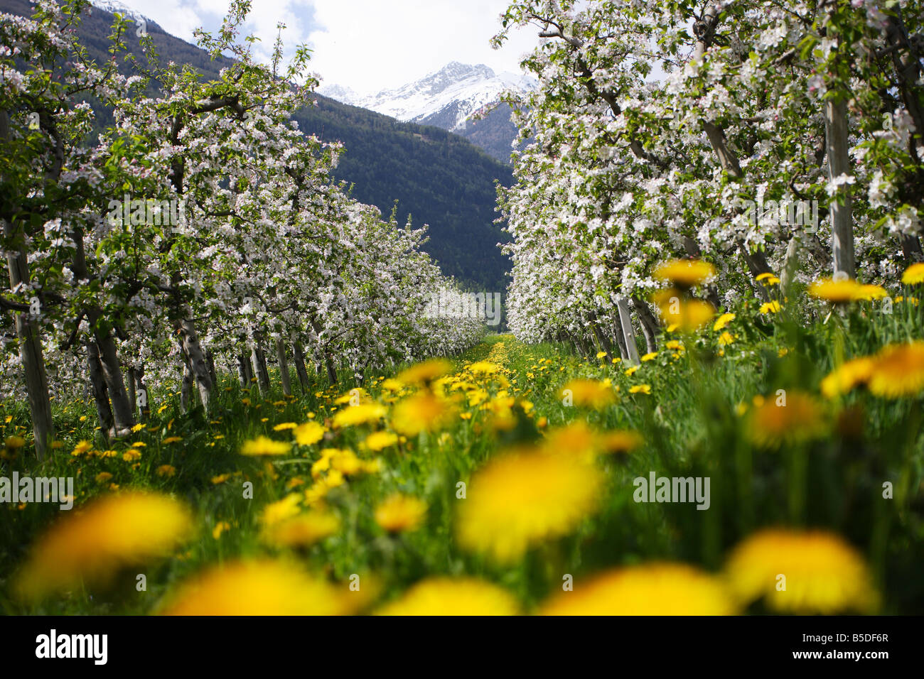 Apple plantation with alpine mountain range Stock Photo - Alamy