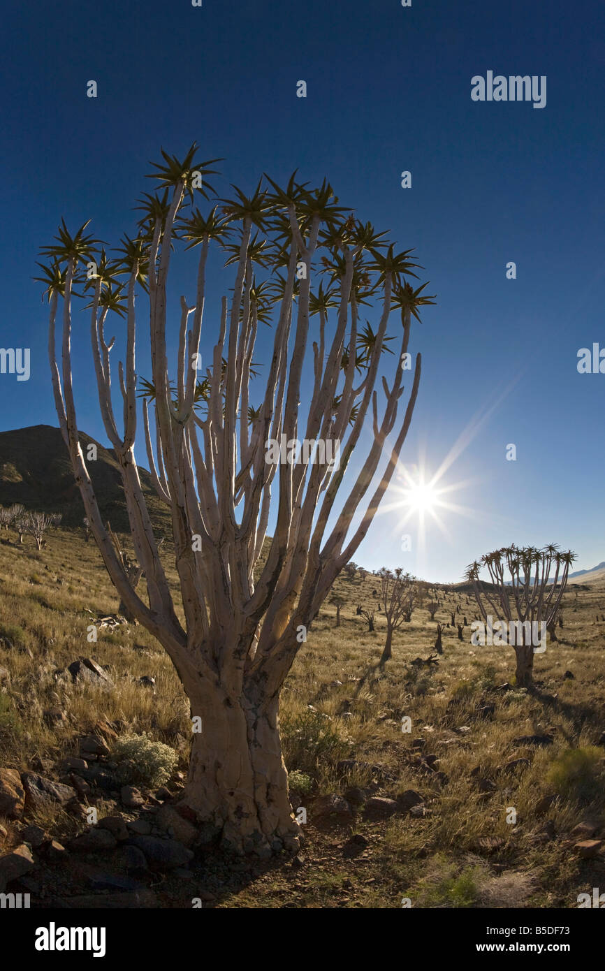 Tubular branches hi-res stock photography and images - Alamy