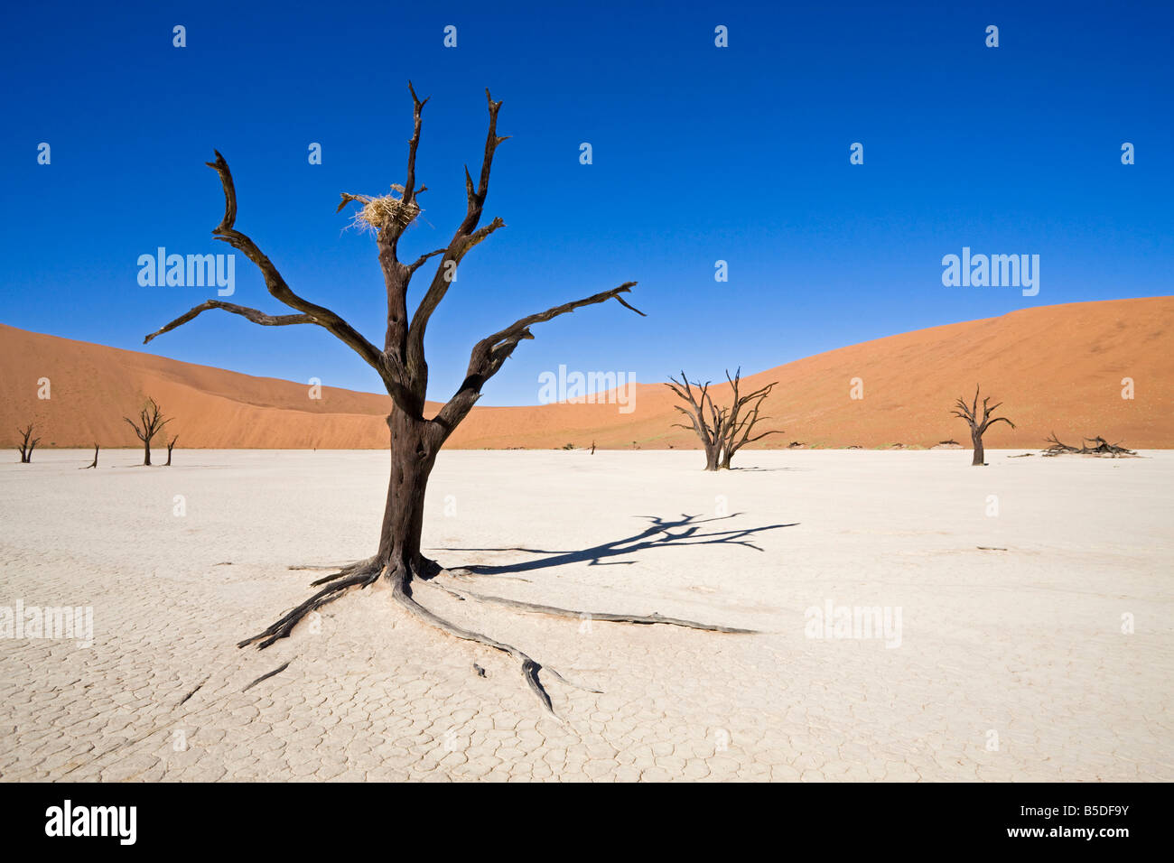 Africa, Namibia, Deadvlei, Dead trees in the desert Stock Photo - Alamy