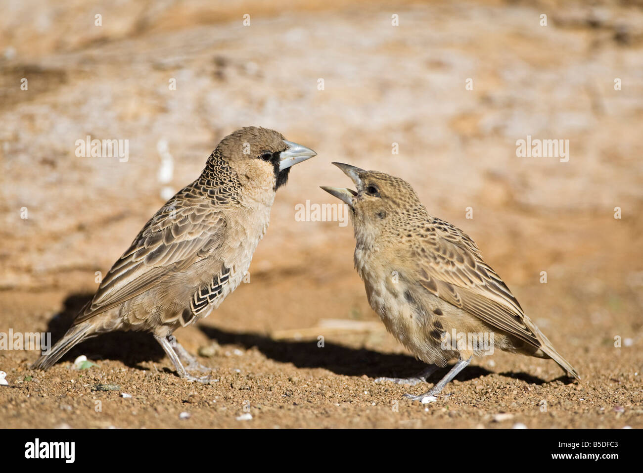 Africa, Namibia, Sociable Weavers (Philetairus socius), close-up Stock ...