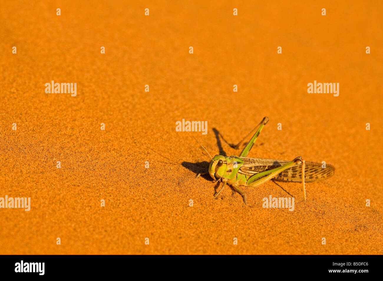 Africa, Namibia, Namib Dessert, Grasshopper, elevated view Stock Photo ...