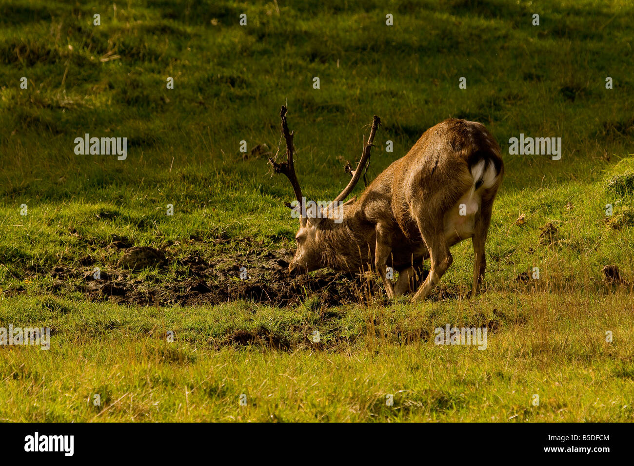 Stag rut hi-res stock photography and images - Alamy