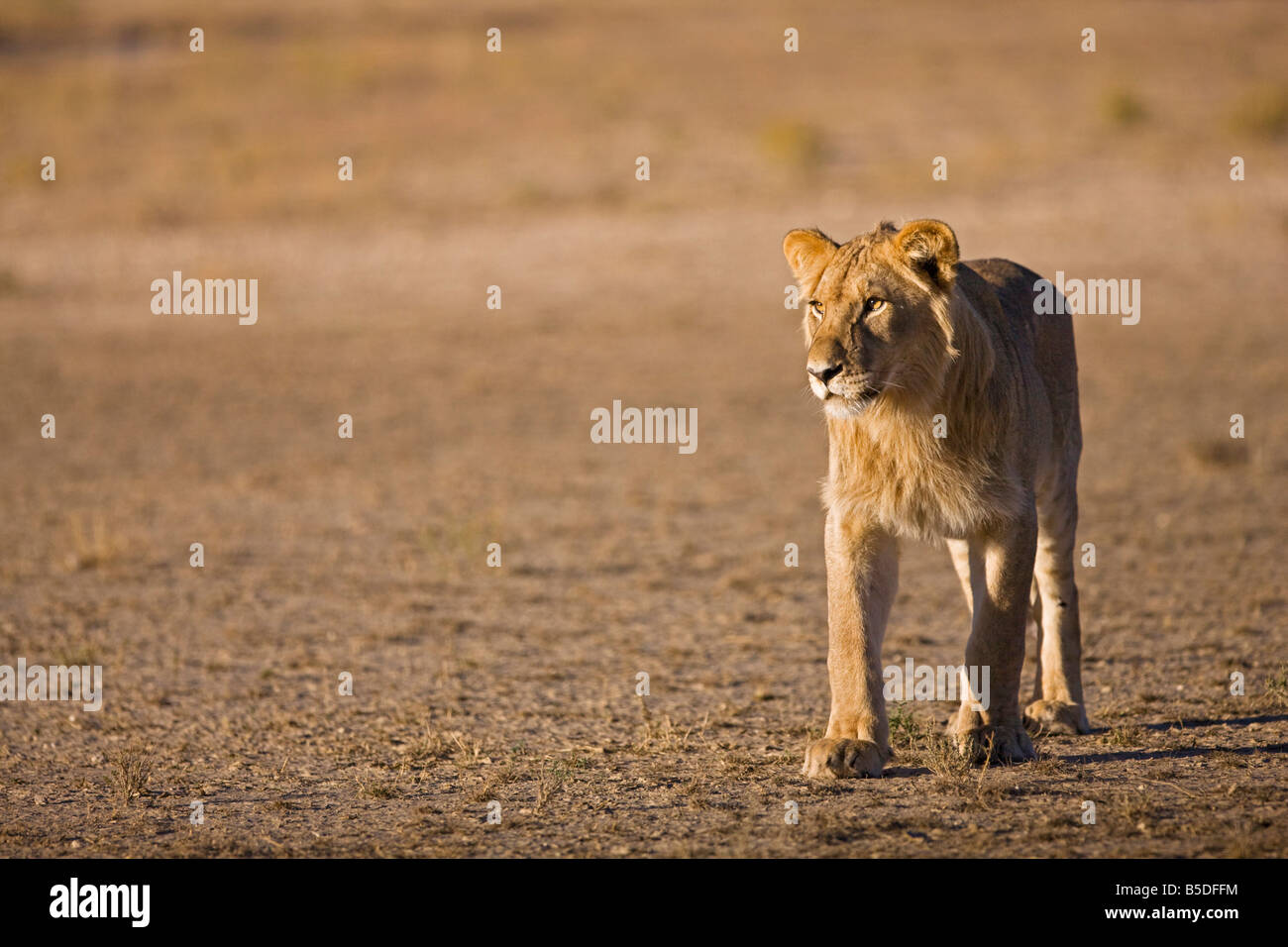 Africa, Namibia, Kalahari, Lioness (Panthera leo Stock Photo - Alamy