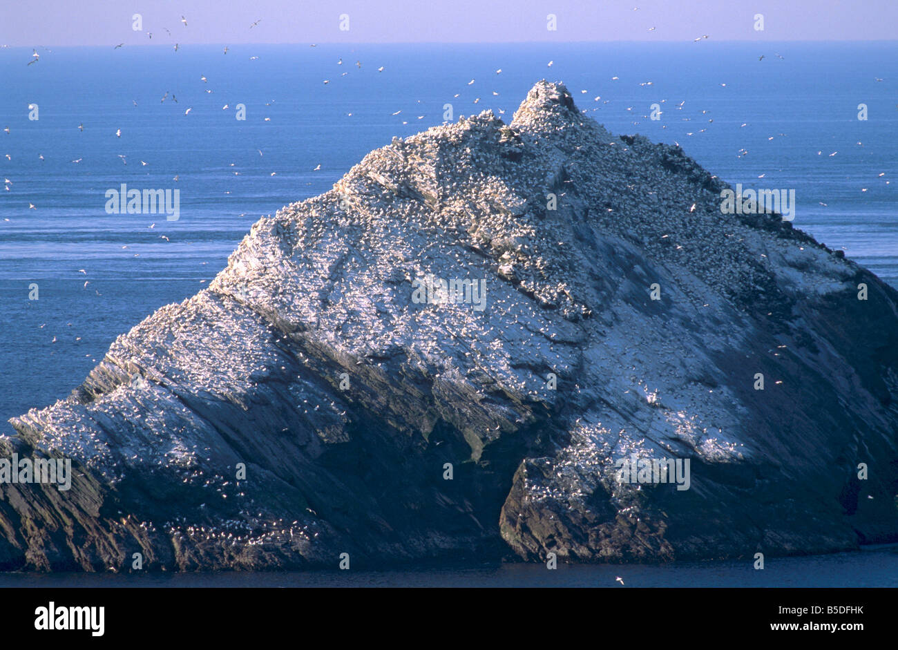 Hermaness natural nature reserve hi-res stock photography and images ...