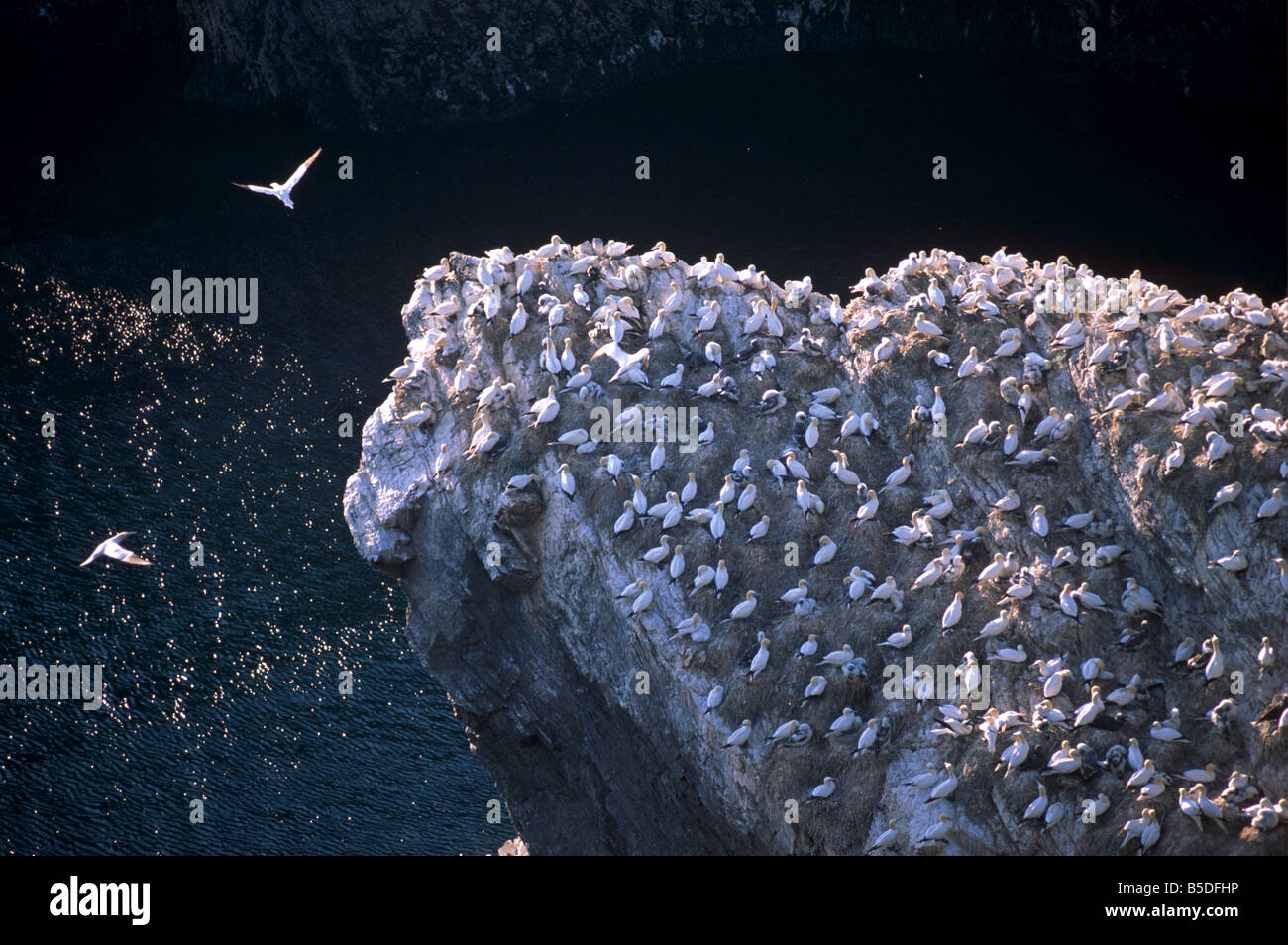Hermaness cliffs and gannetry, Hermaness Nature Reserve, Unst, Shetland ...