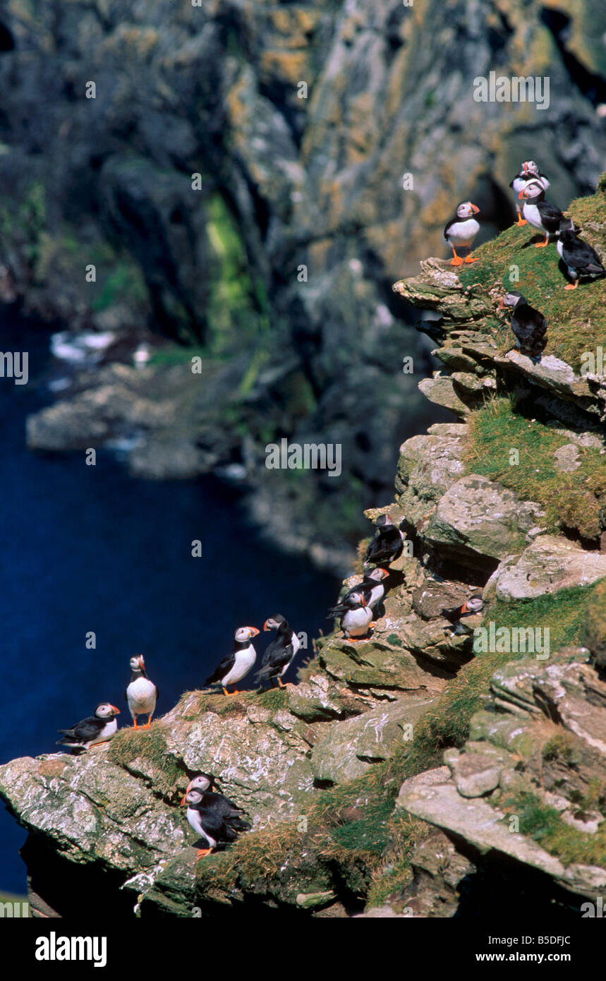 Puffins on cliffs, where they breed in large numbers, Hermaness Nature ...
