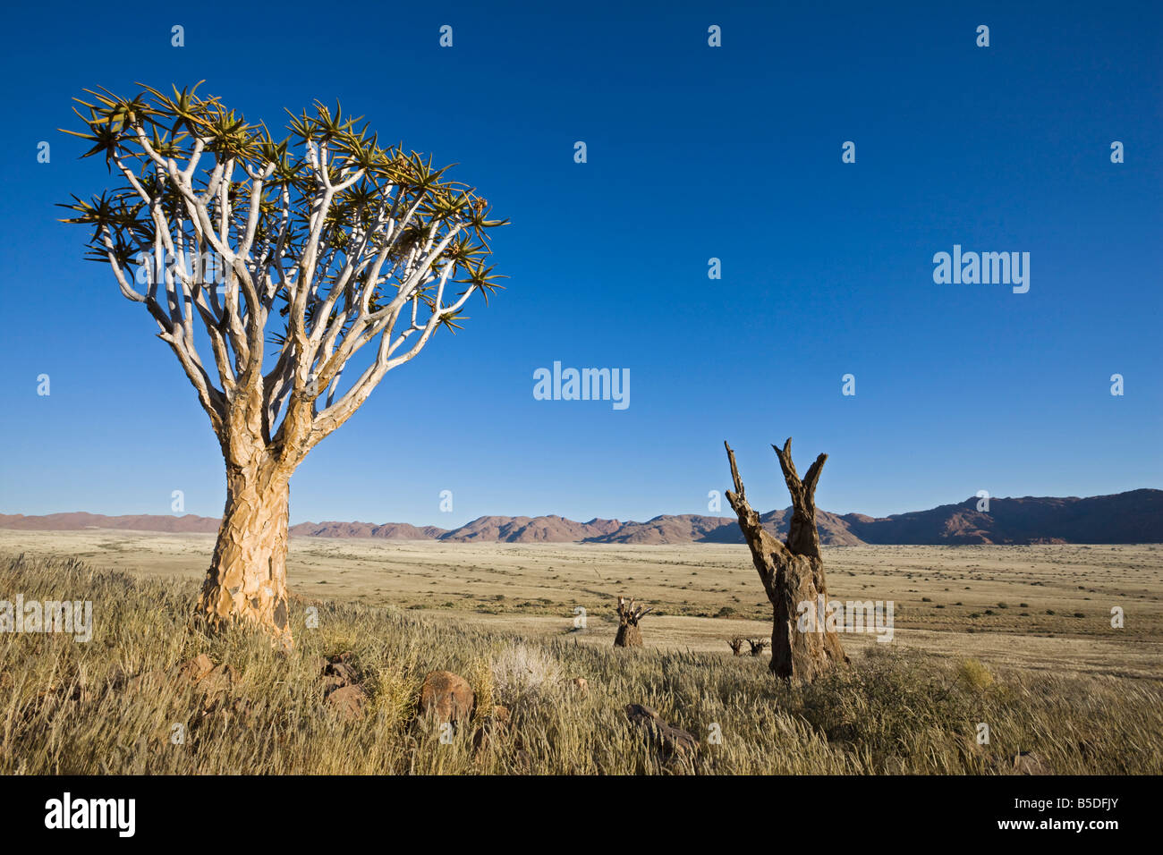 Africa, Namibia, Tubular tree (Aloe dichotoma Stock Photo - Alamy