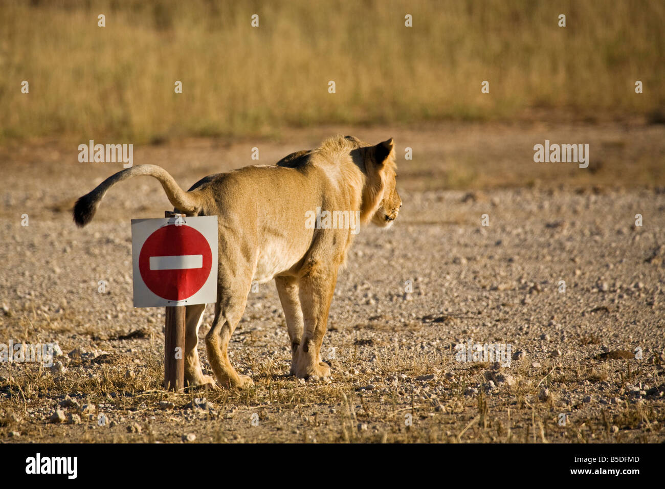 Africa, Namibia, Kalahari, Lioness (Panthera leo), rear view Stock ...
