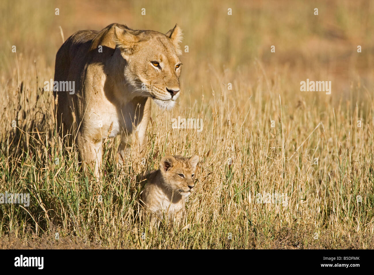 Female lion protecting cubs hi-res stock photography and images - Alamy