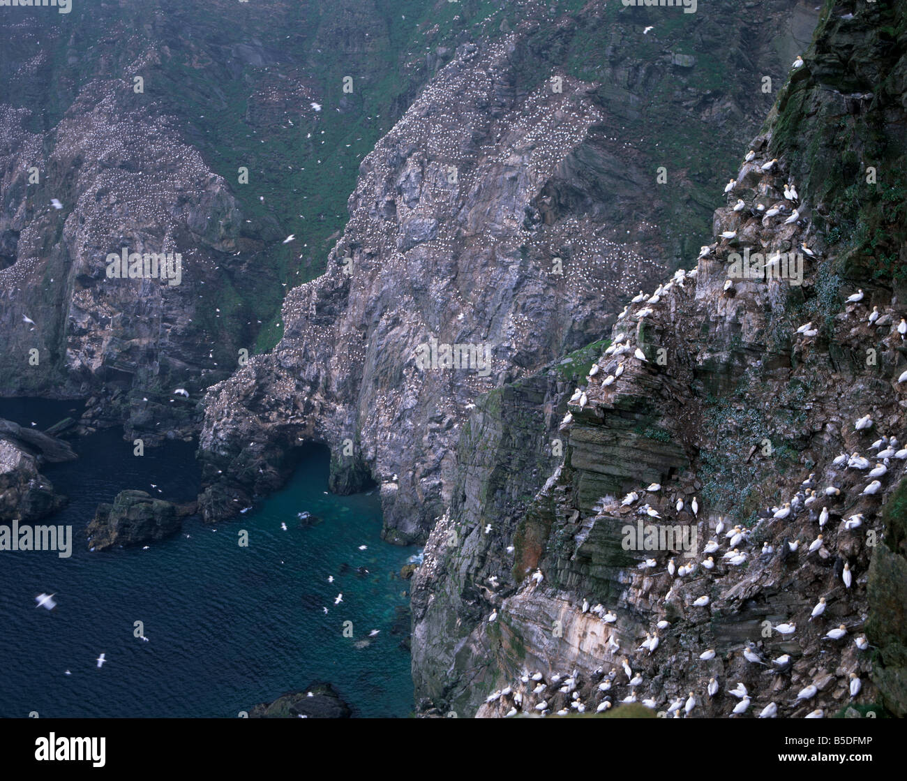 Cliffs of Hermaness Nature Reserve, large gannetry at Saito, Unst ...