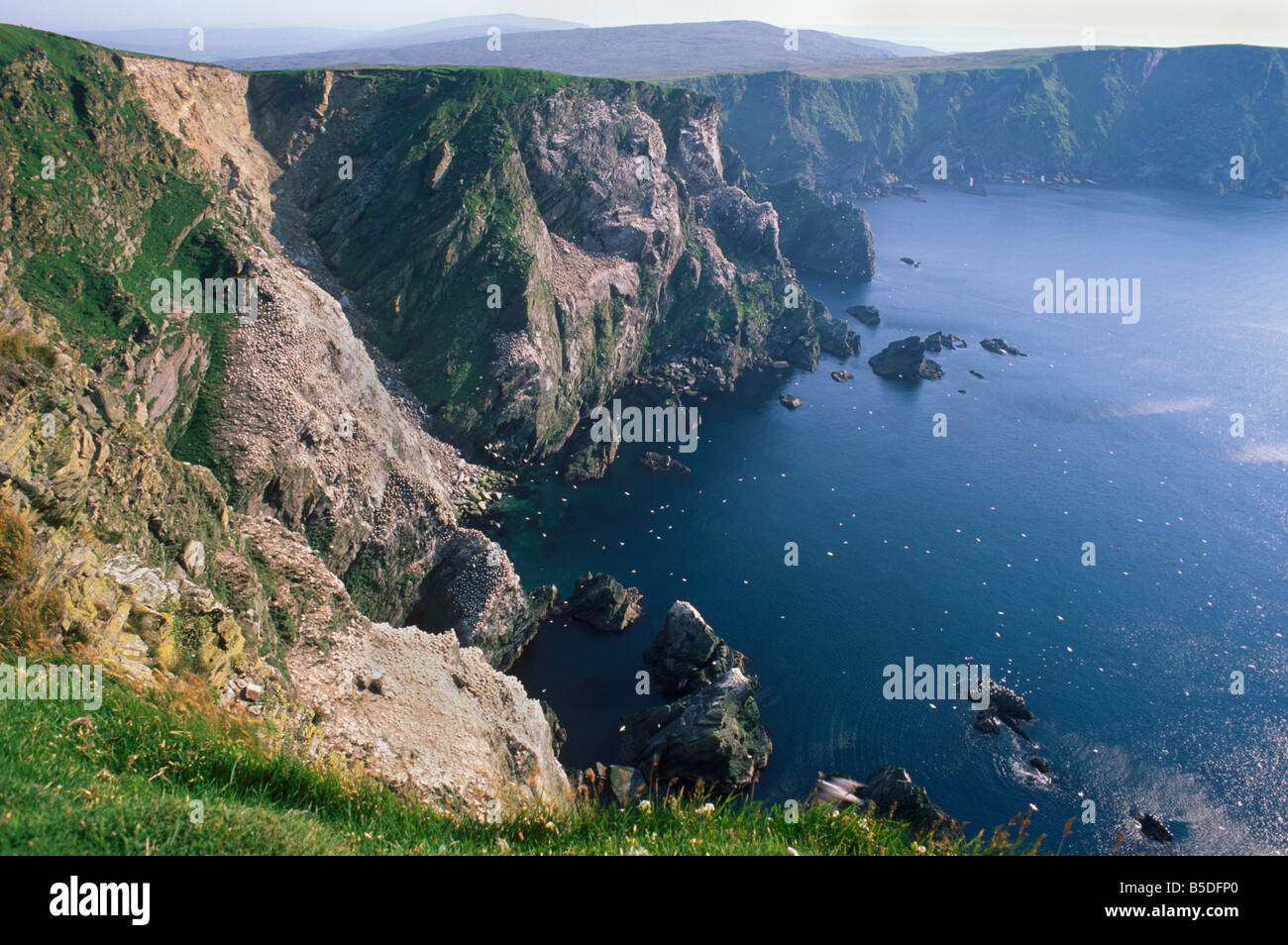 Cliffs of Hermaness National Nature Reserve, large gannetry at Saito ...