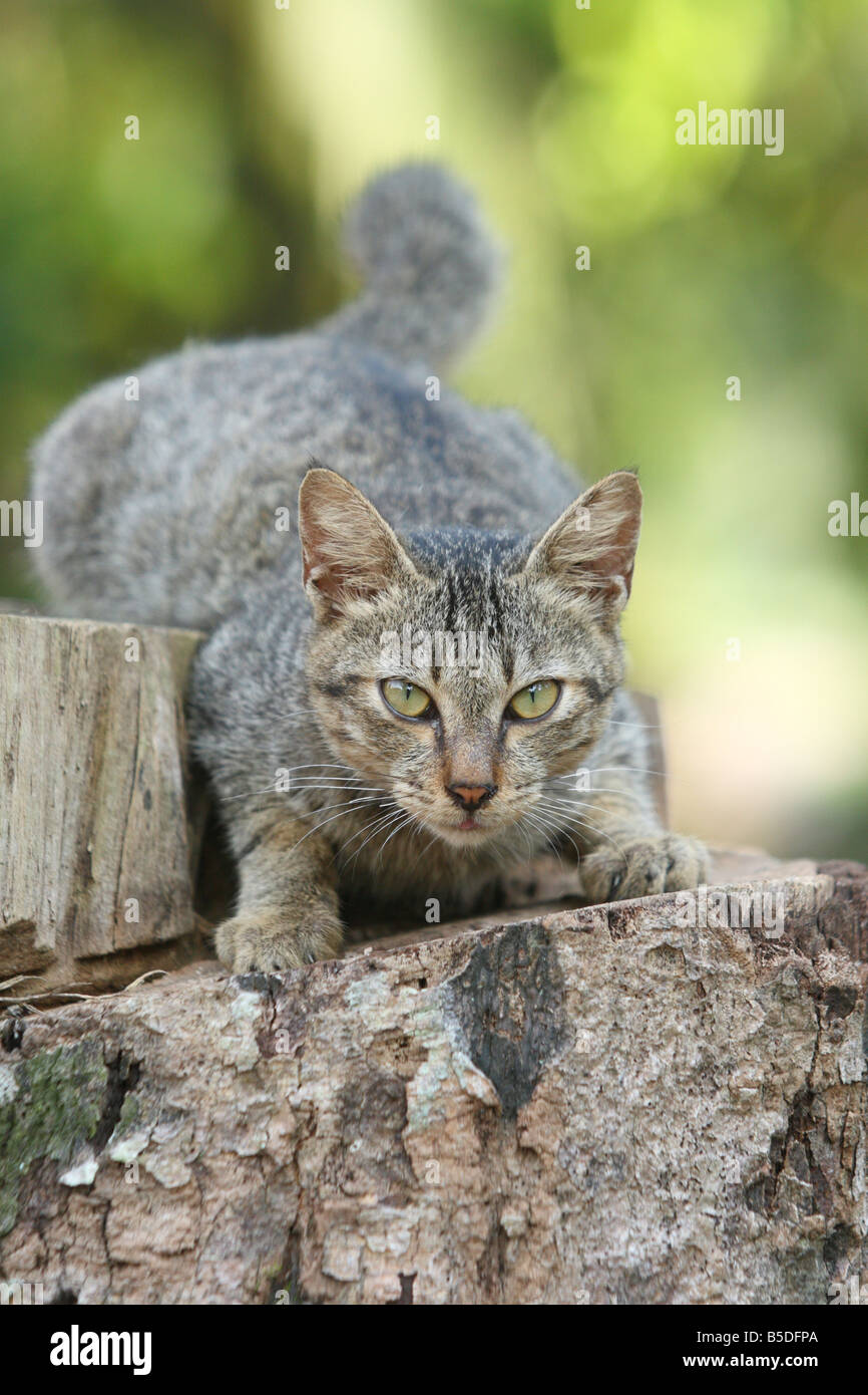 A beautiful cat at the Malay village Stock Photo - Alamy