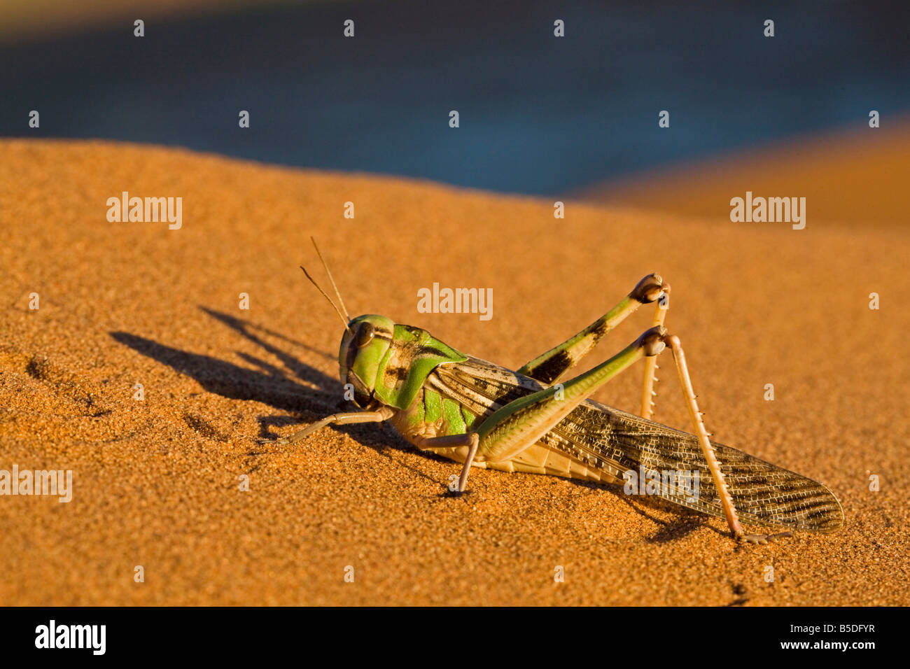 Africa, Namibia, Namib Dessert, Grasshopper, close-up Stock Photo - Alamy