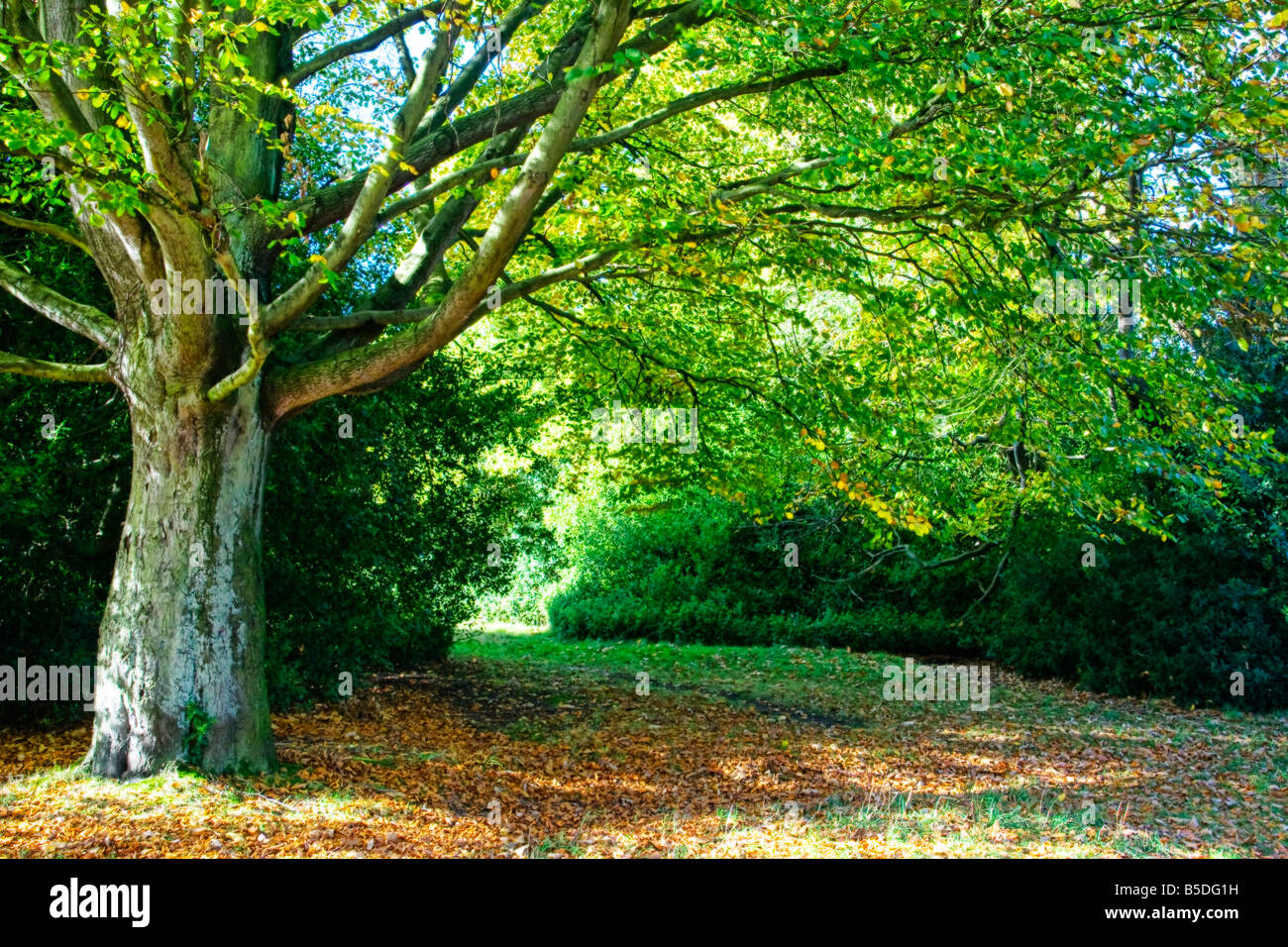 Spreading chestnut tree hi-res stock photography and images - Alamy