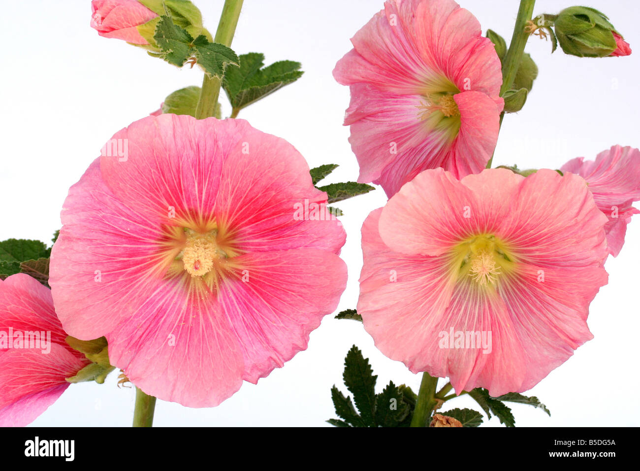Hollyhock Althaea rosea Stock Photo - Alamy
