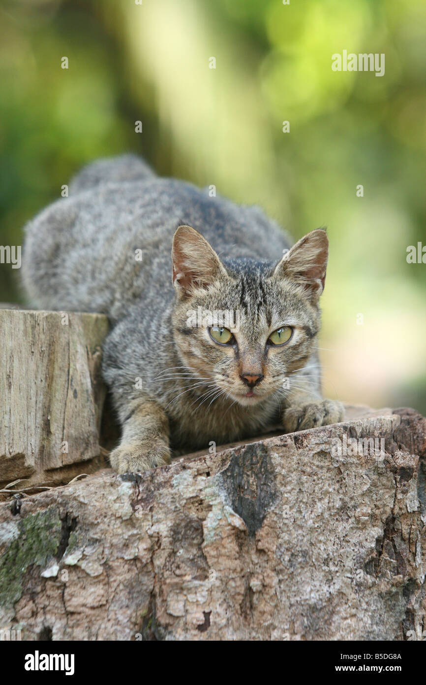 A beautiful cat at the Malay village Stock Photo - Alamy