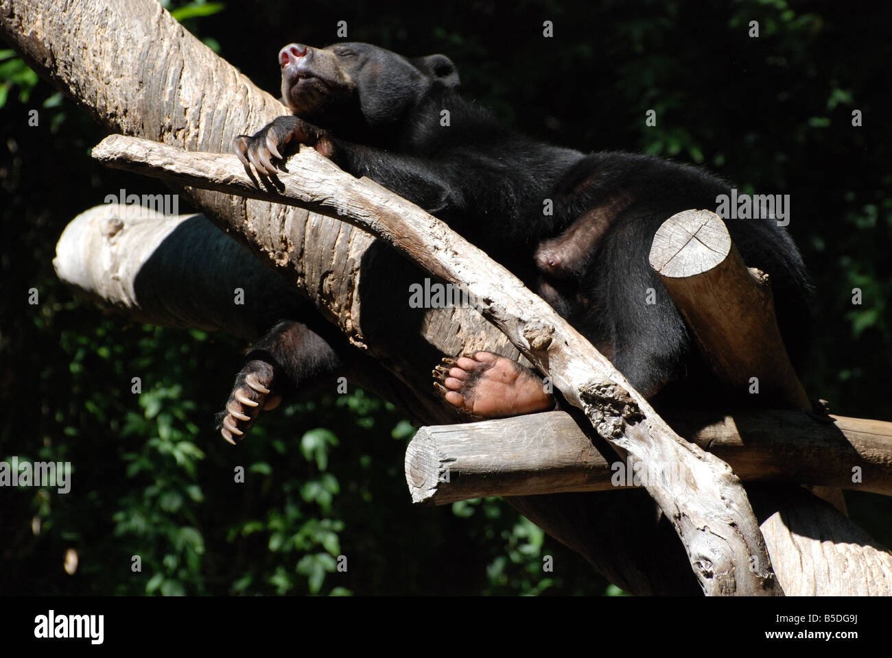 Brown Bear having a Sleep Stock Photo - Alamy