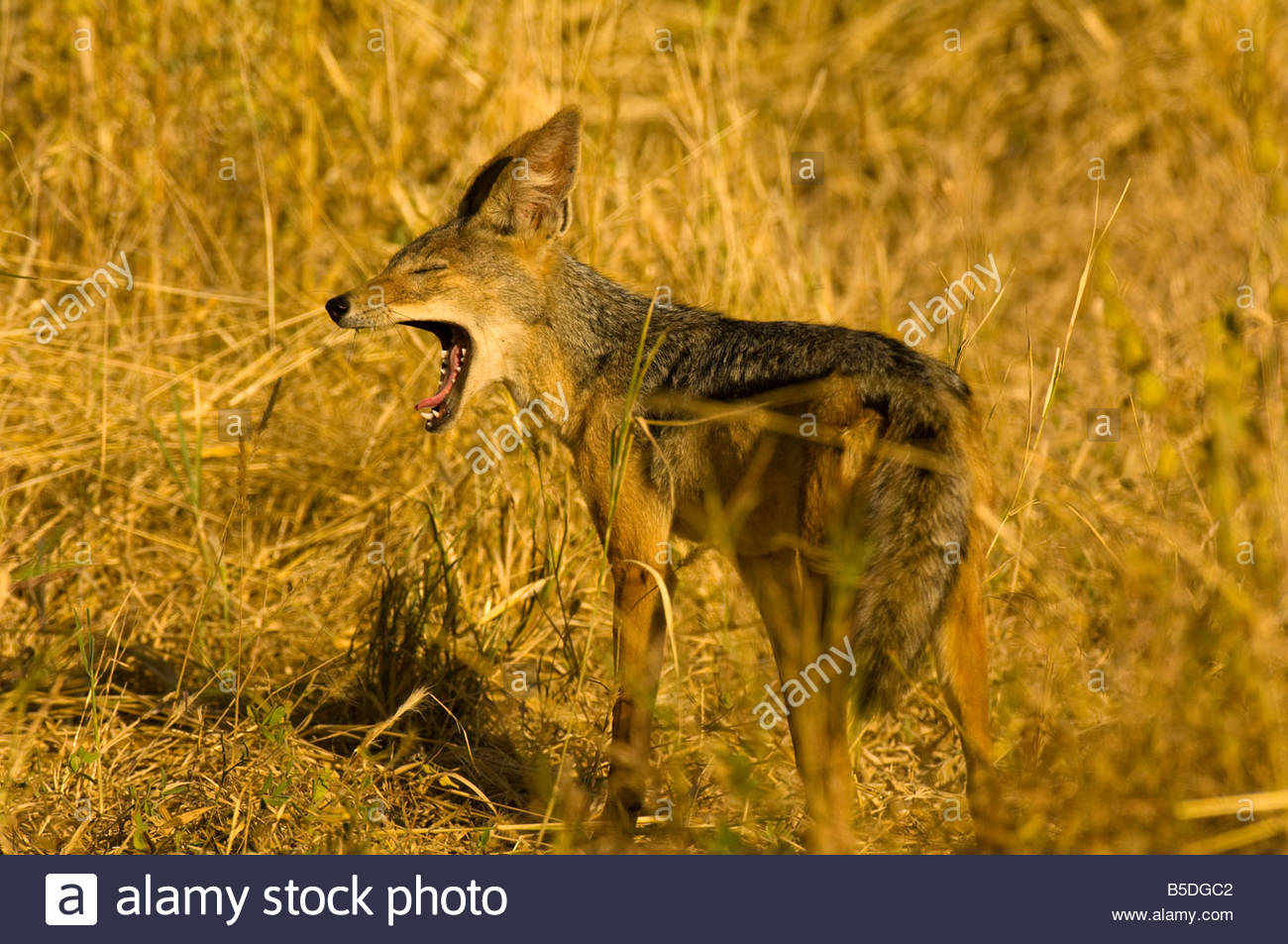 Silver Backed Jackal Stock Photos & Silver Backed Jackal Stock Images ...