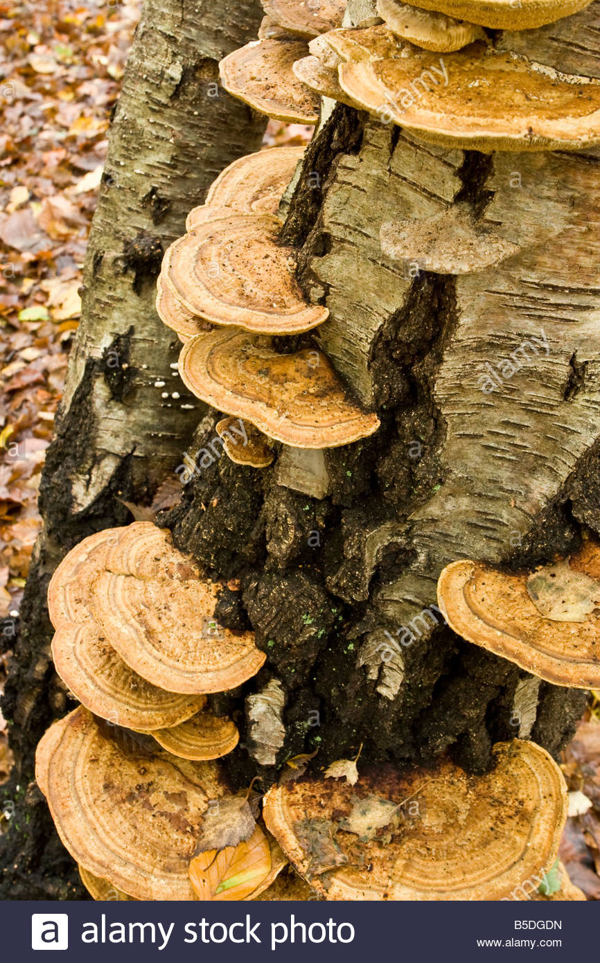 Fungi Uk Stock Photos & Fungi Uk Stock Images - Alamy