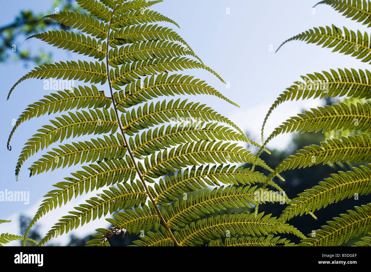 Jungle leave illustration hi-res stock photography and images - Alamy