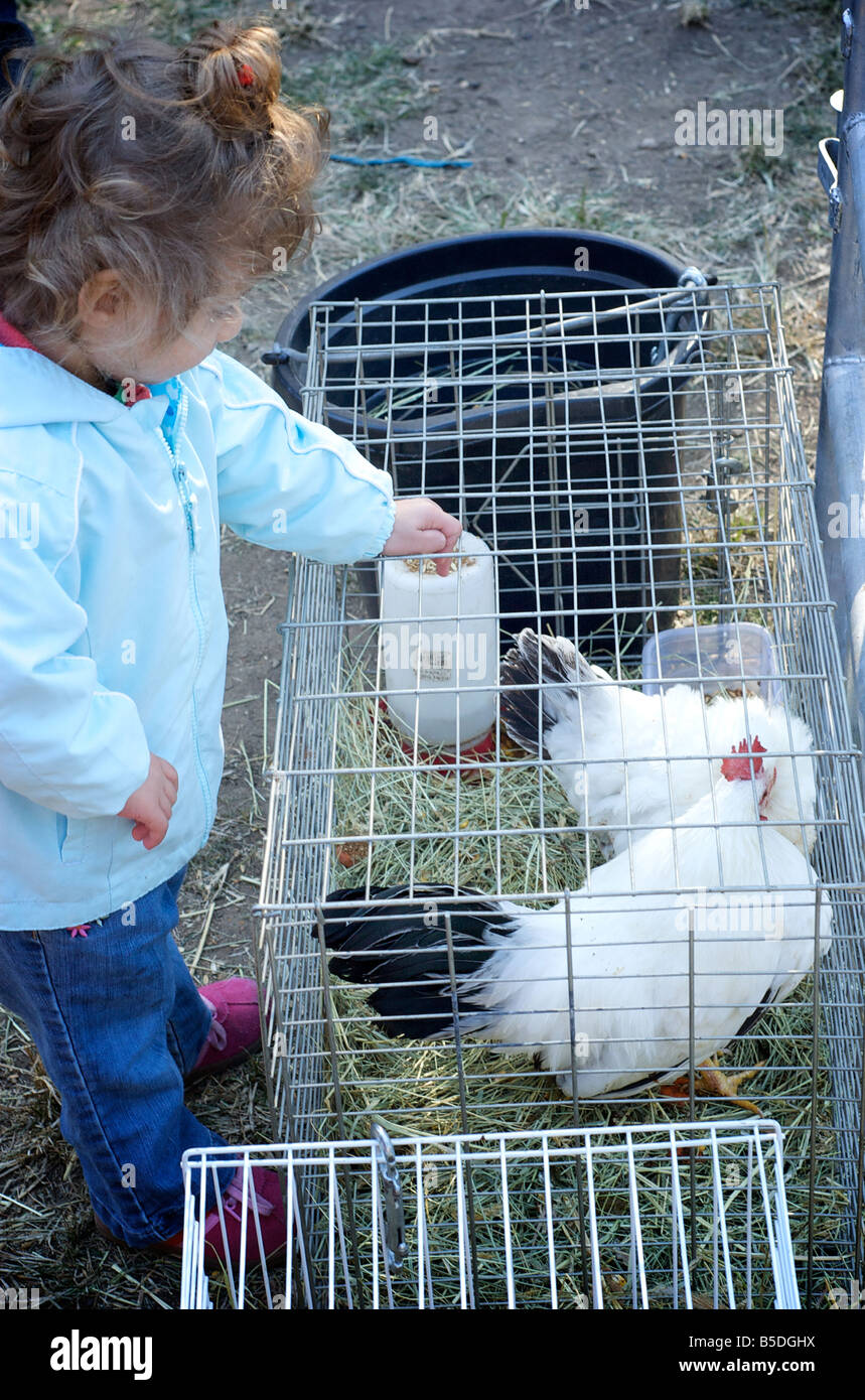 Petting zoo chicken hi-res stock photography and images - Alamy