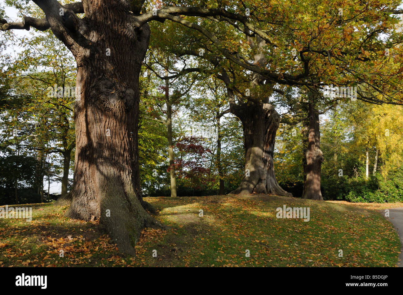 Trees in a park, Richmond Park, London, UK Stock Photo - Alamy