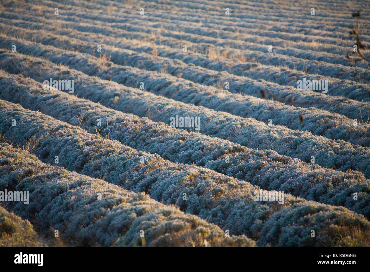 Lavender field oblique design composition Horizontal 81117 Grignan ...