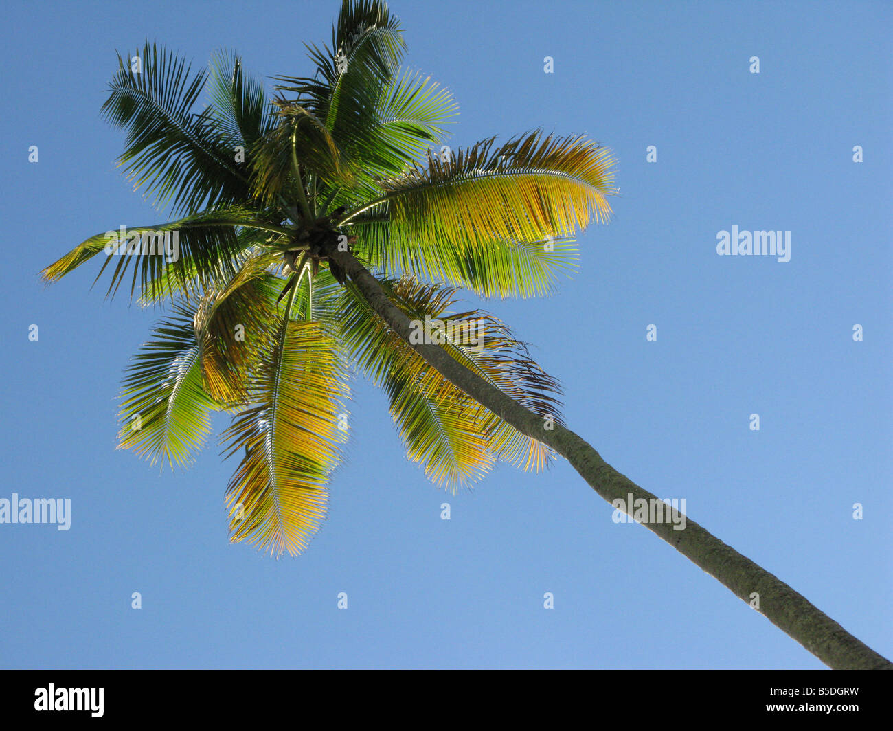 Venezuelan tree hi-res stock photography and images - Alamy
