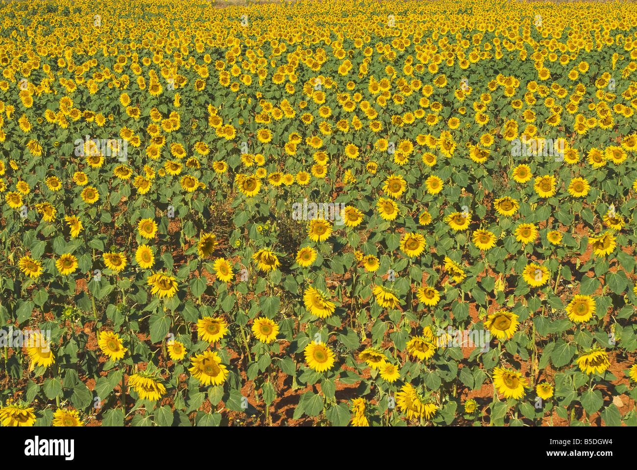 Cultivating sunflower plants hi-res stock photography and images - Alamy