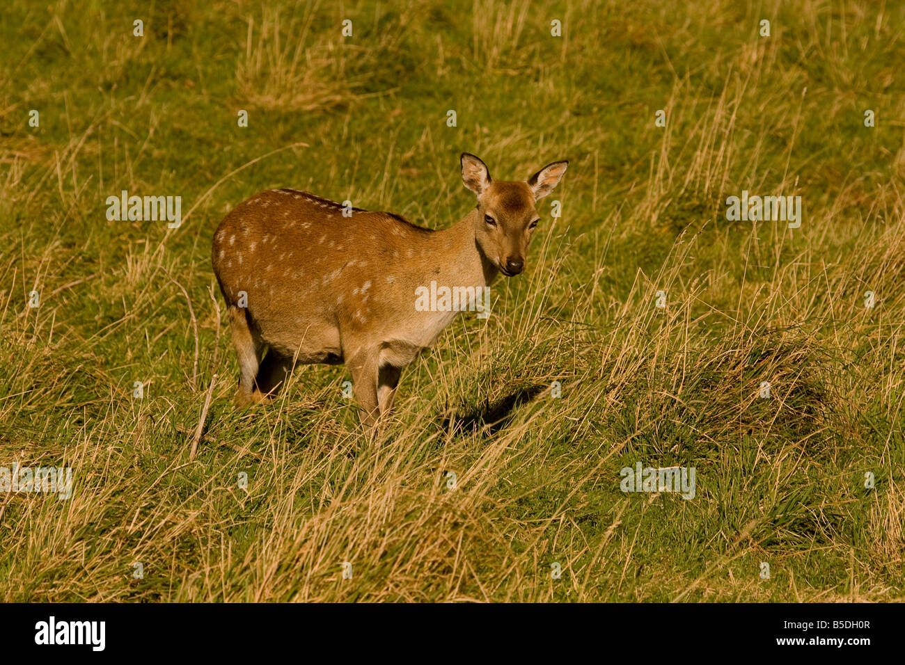 Sika deer hind hi-res stock photography and images - Alamy