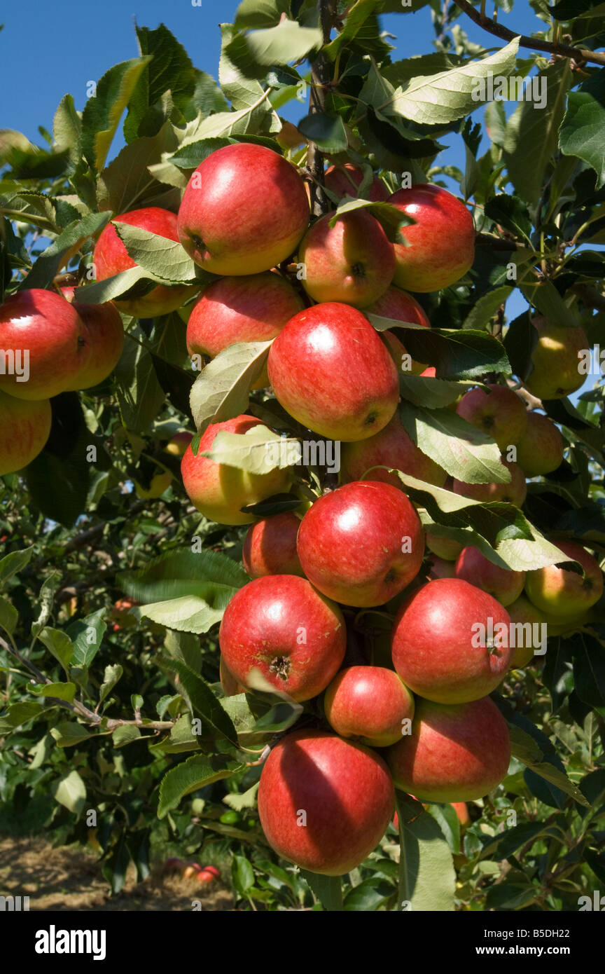 Katy apples hi-res stock photography and images - Alamy