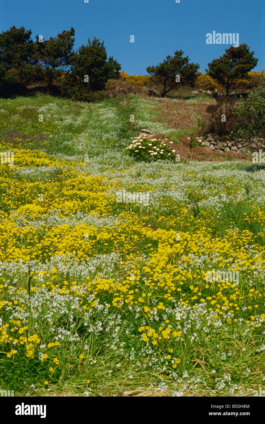 Bryer Isles of Scilly United Kingdom Europe Stock Photo - Alamy