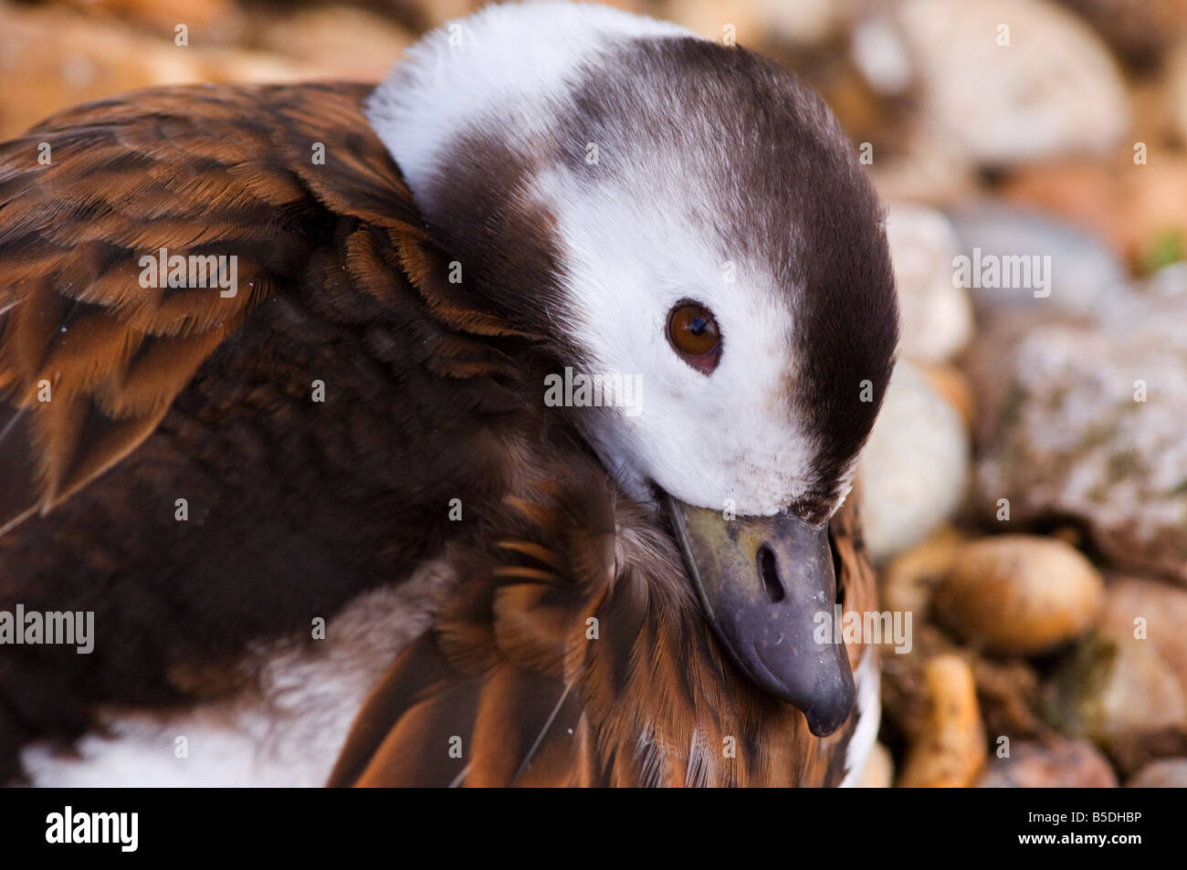 Duck close up Stock Photo - Alamy