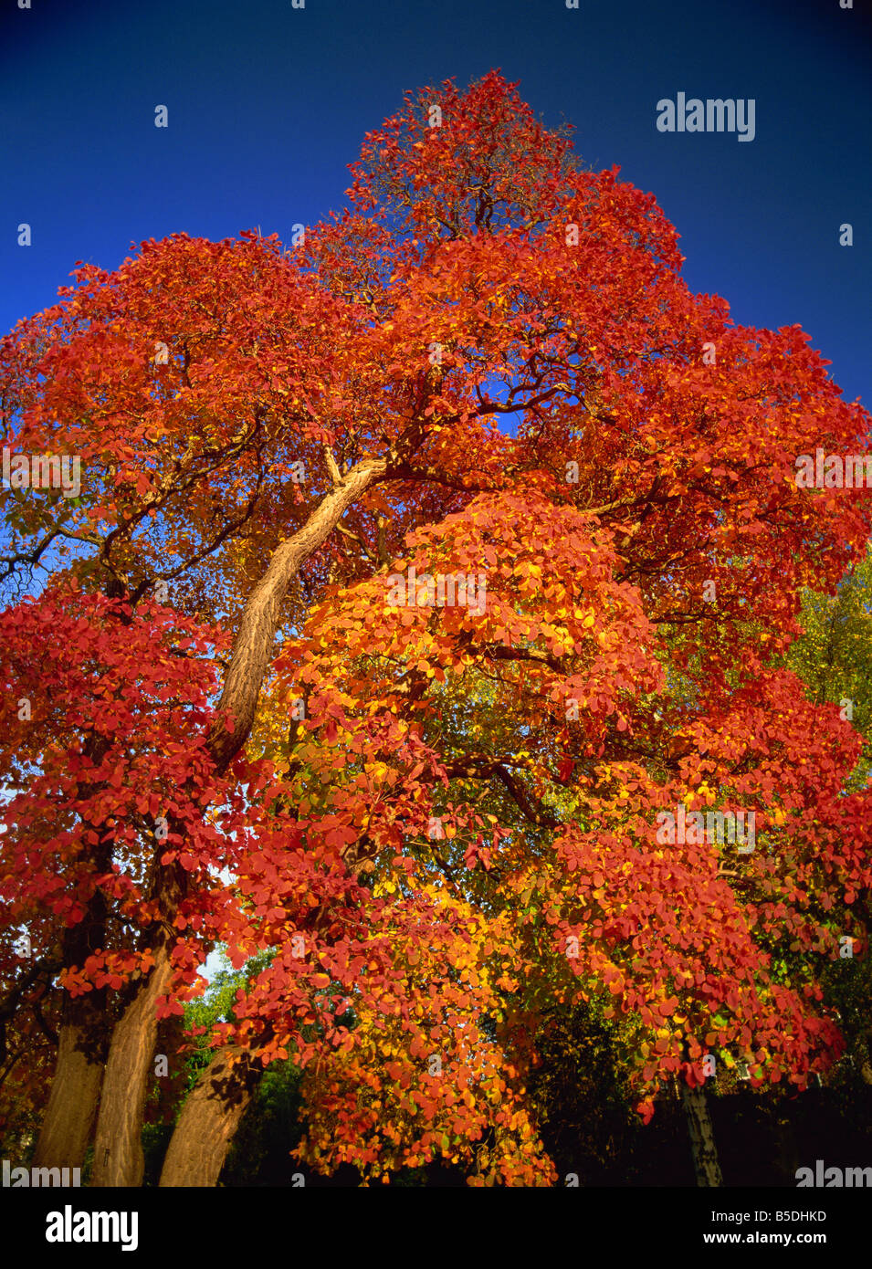 Cotinus tree in October Royal Botanic Gardens Kew London England United ...