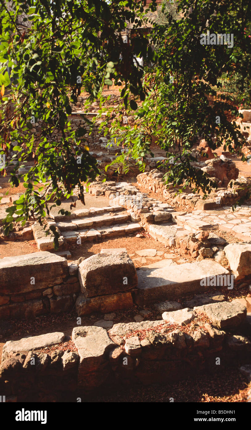 Kydonia hi-res stock photography and images - Alamy