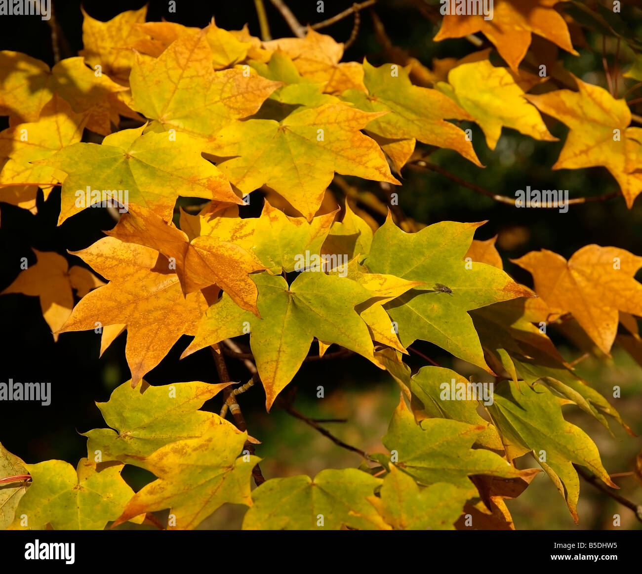 Acer rubrum red sunset hi-res stock photography and images - Alamy