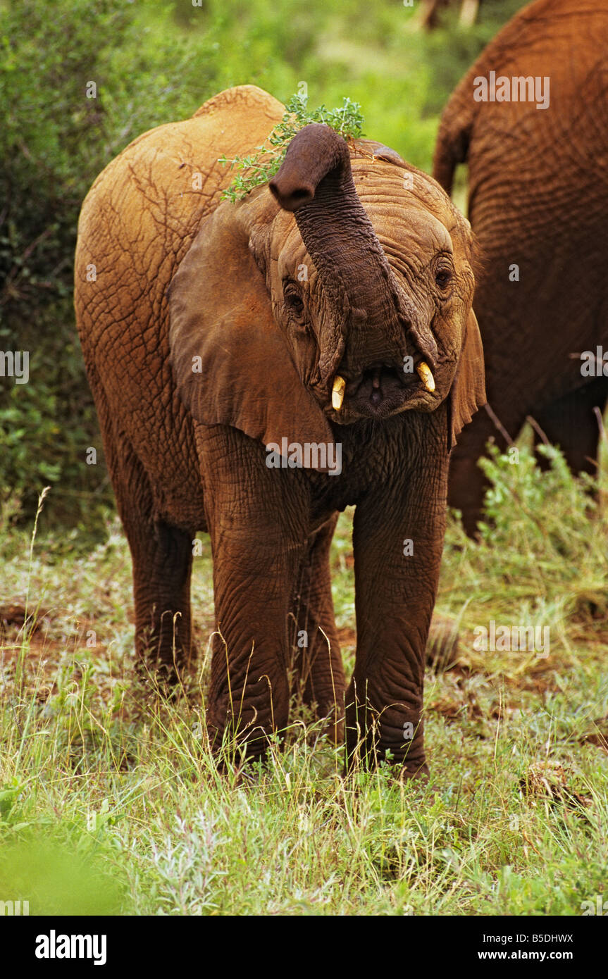 Red elephant hi-res stock photography and images - Alamy