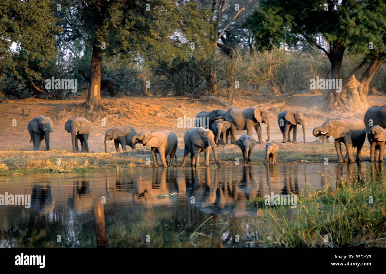 African Elephant, Mamili National Park, Caprivi Region, Namibia Stock ...