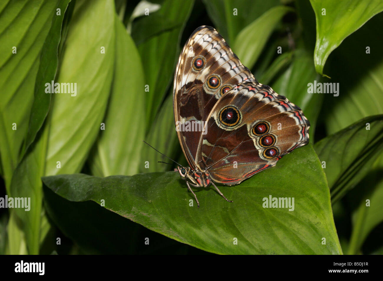Morpho Farm High Resolution Stock Photography and Images - Alamy