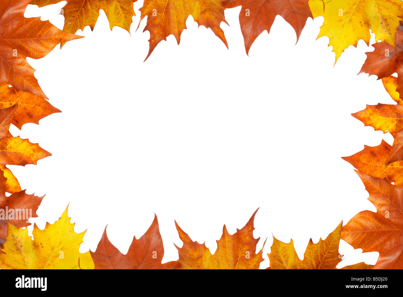Colorful autumn border made of maple leaves isolated on white ...