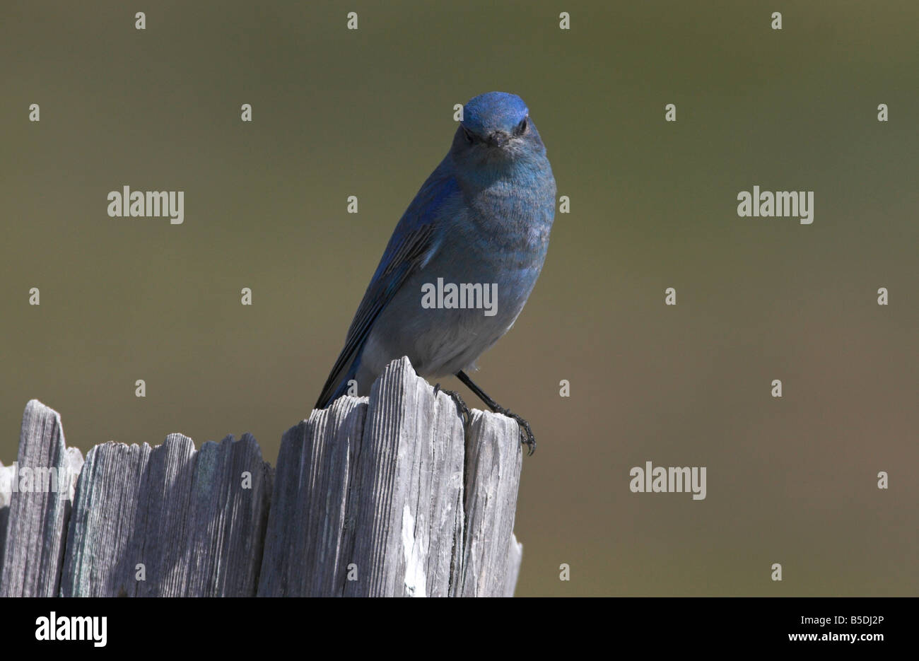 Mountain bluebird perched hi-res stock photography and images - Alamy