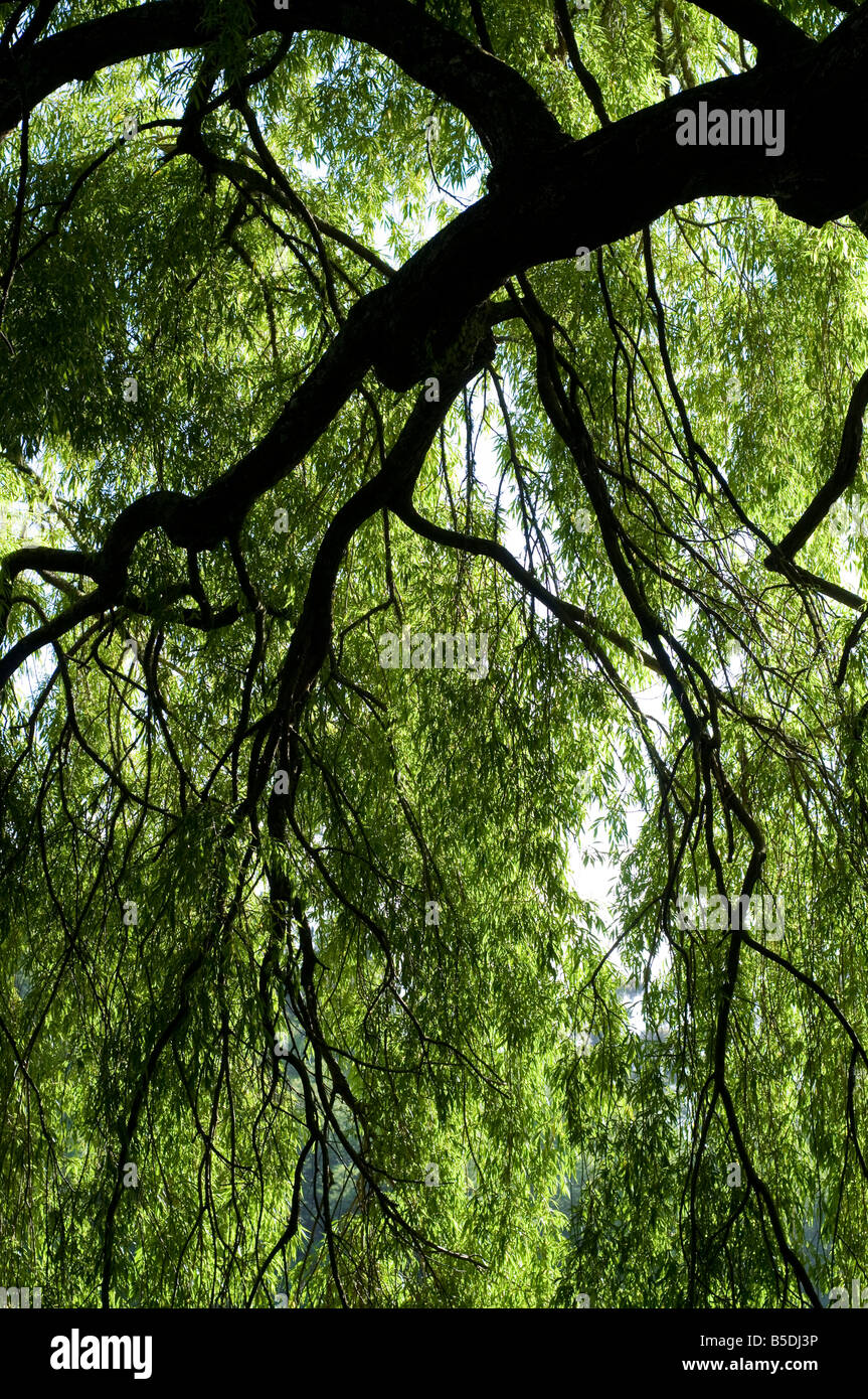 backlit view of williow tree Stock Photo - Alamy