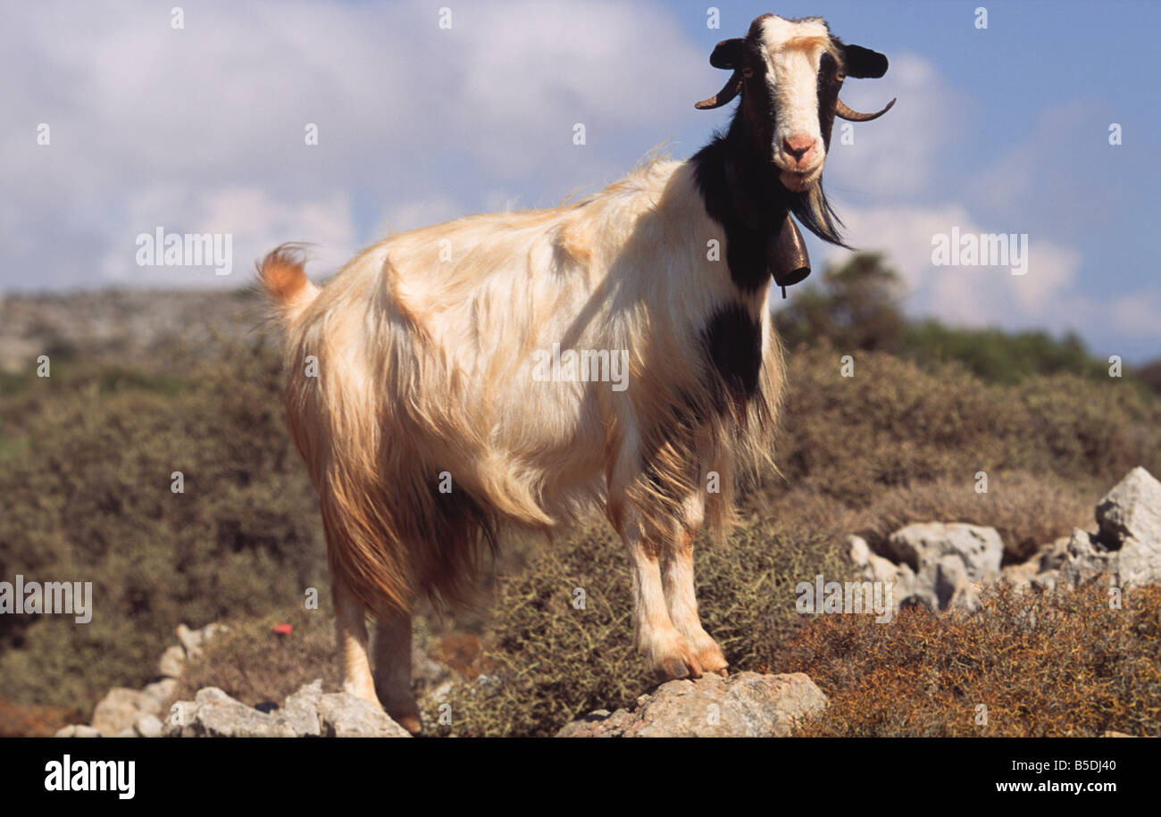 Goat on a rock on the peninsula Rodopou Chania province Crete Greece ...