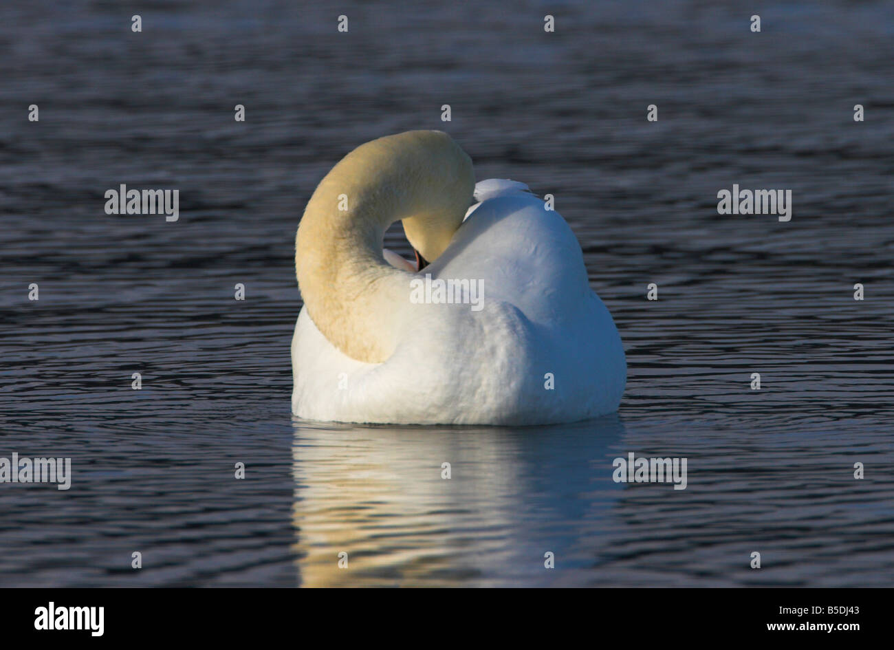 Head tucked into wing hi-res stock photography and images - Alamy