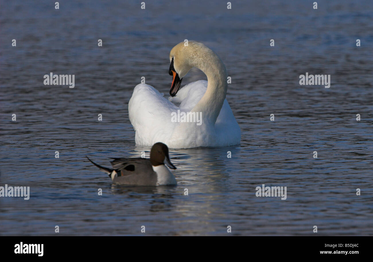 Long necked duck hi-res stock photography and images - Alamy