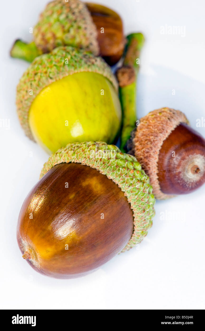 Acorns on white background hi-res stock photography and images - Alamy